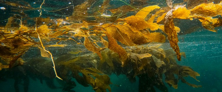Kelp- The Ocean’s Green Answer to Plastic and Climate Woes – Seen Blue ...